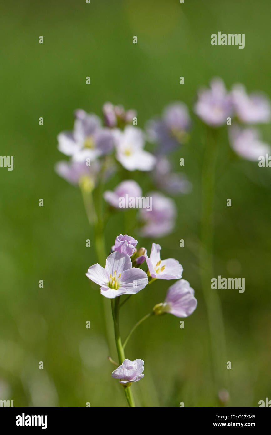 Cuckoo flowers hi-res stock photography and images - Alamy
