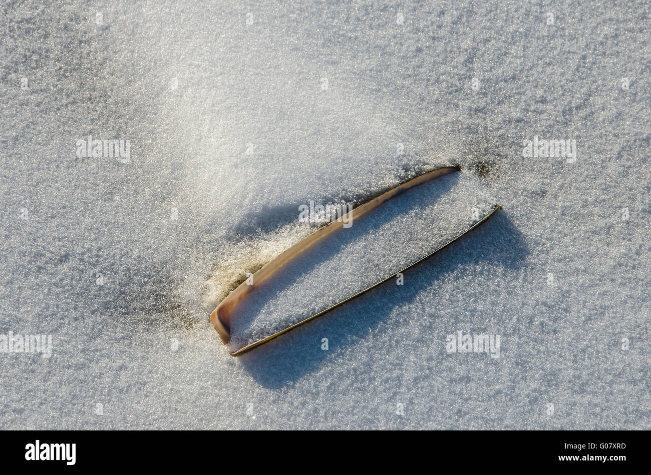 Razor clam hi-res stock photography and images - Alamy