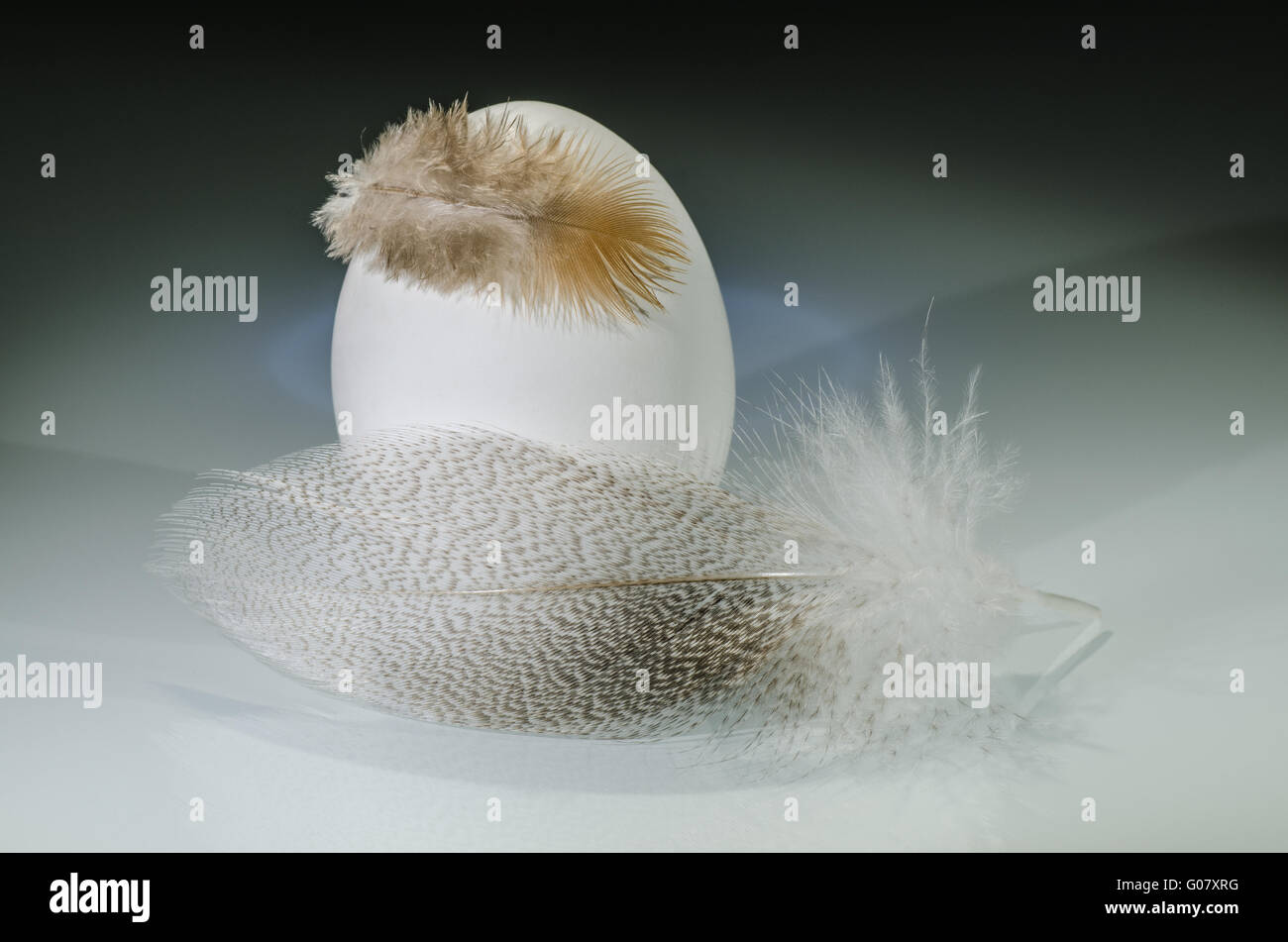 Egg with feather 1 Stock Photo - Alamy