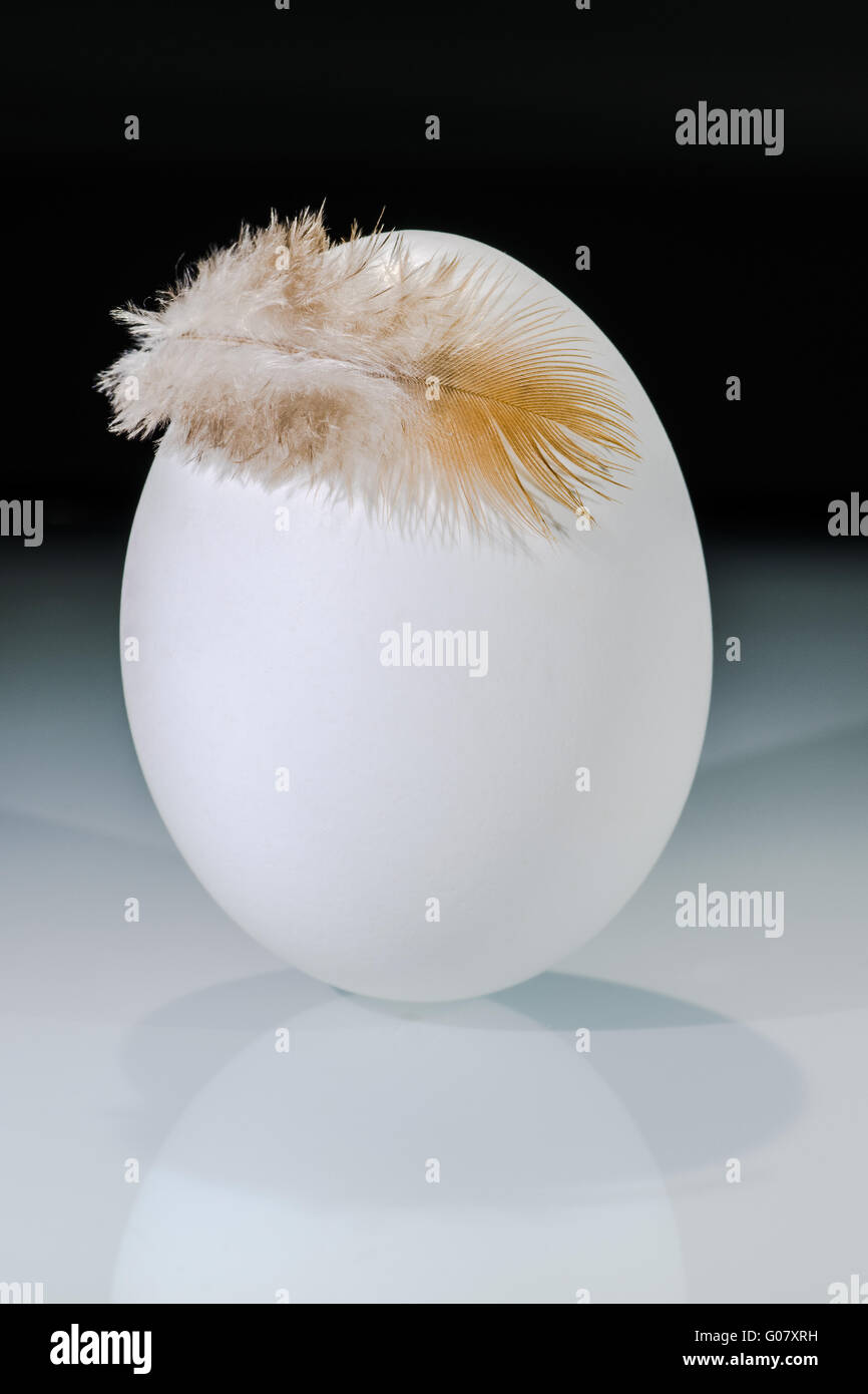 Egg with feather 2 Stock Photo - Alamy