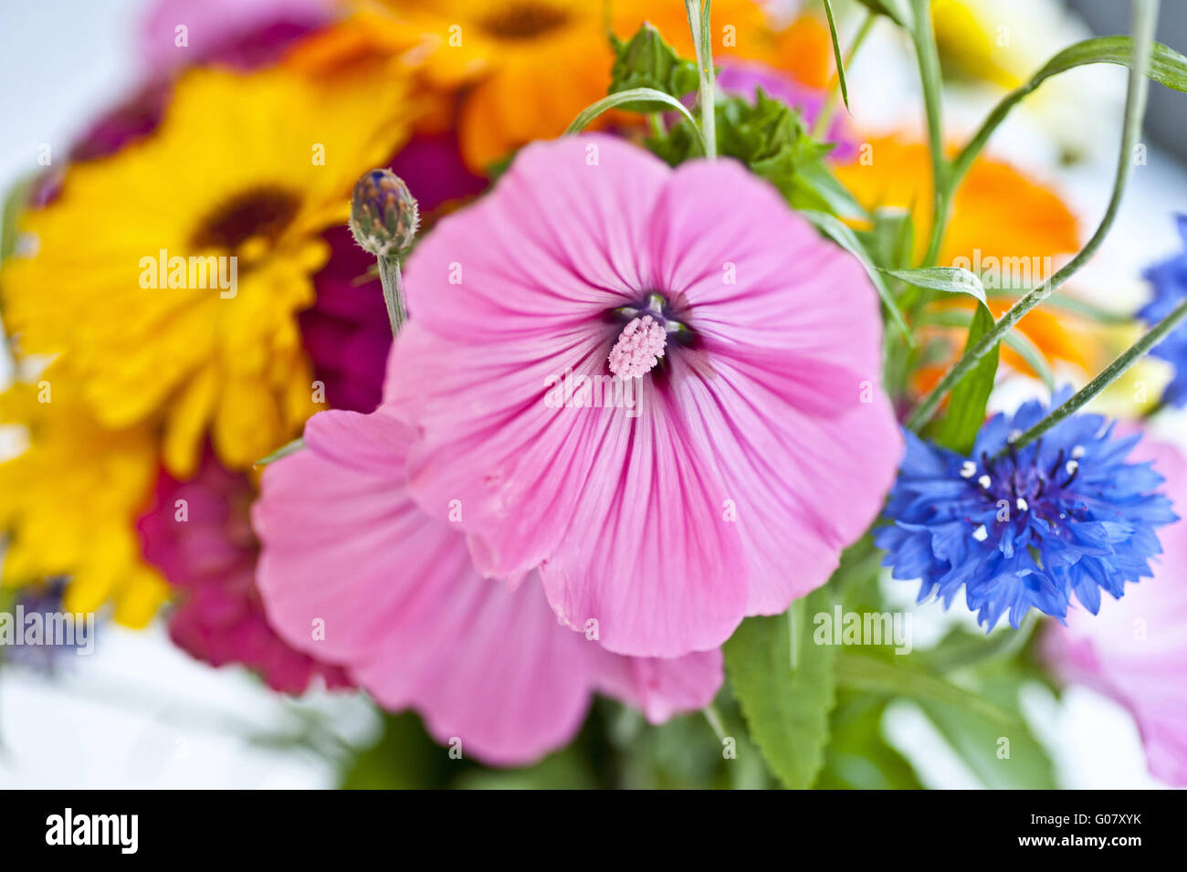 Mixed blue and orange flowers hi-res stock photography and images - Alamy