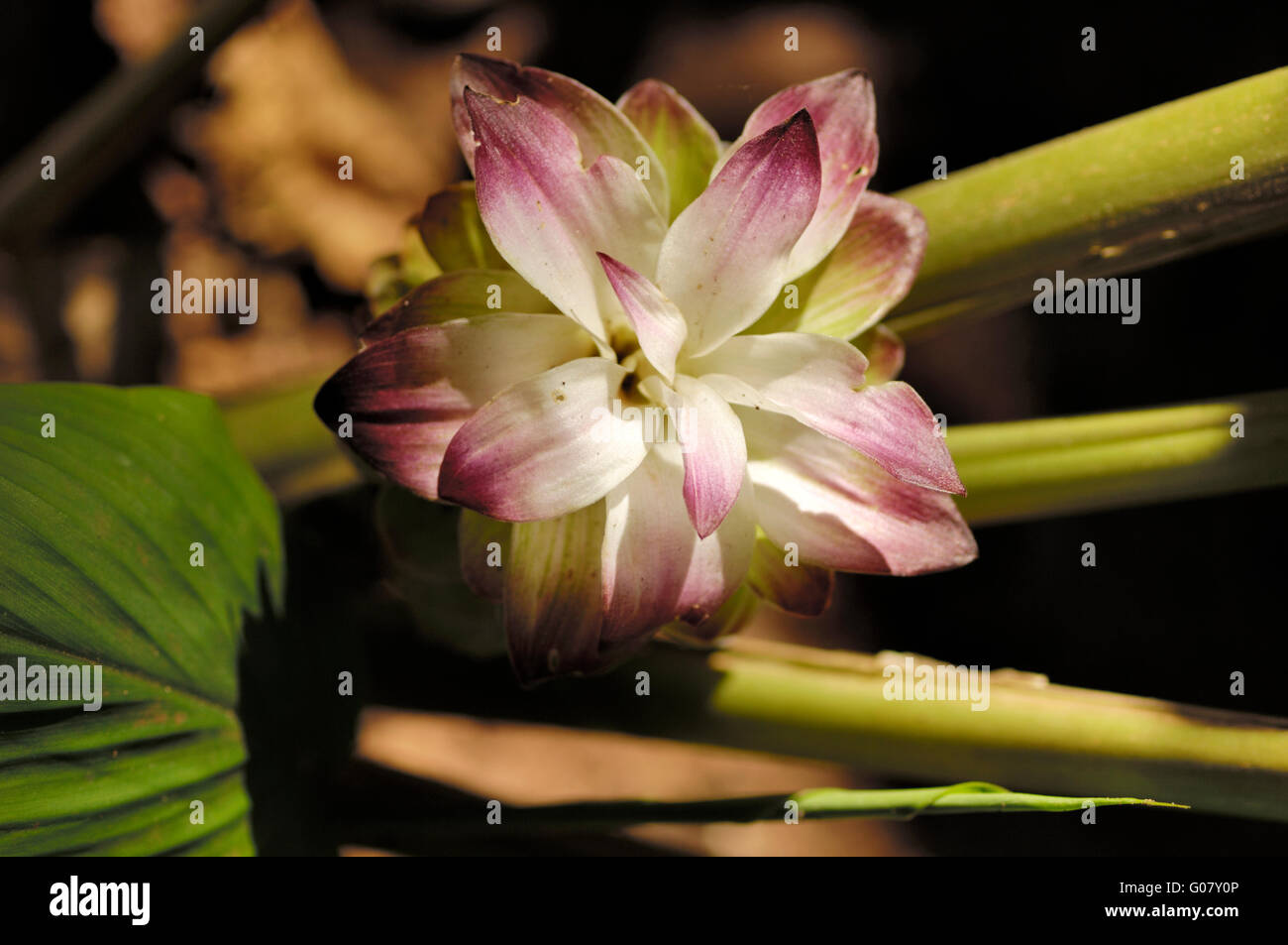 Tanzania Flower High Resolution Stock Photography and Images - Alamy
