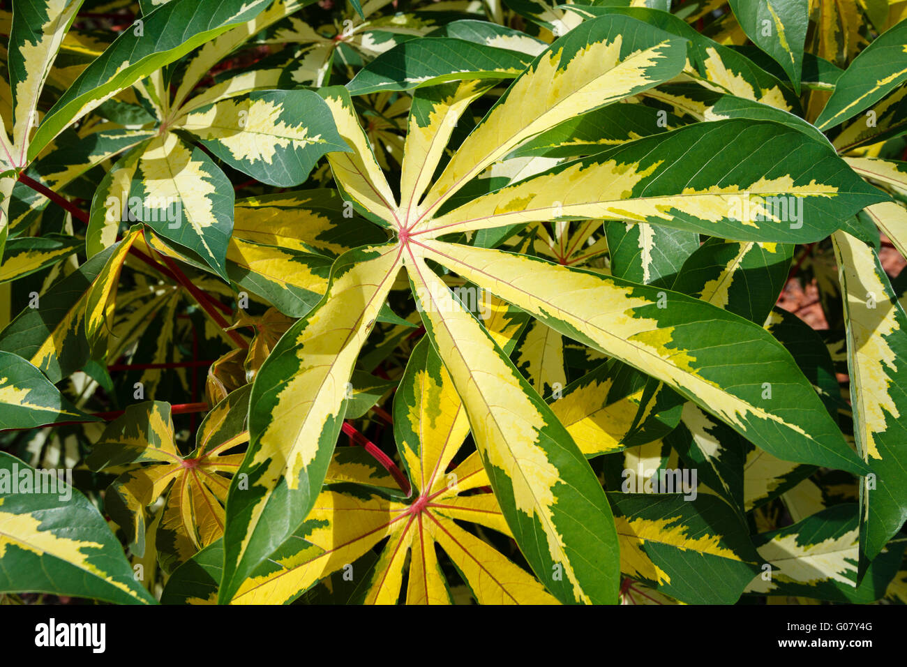 Tapioca plants hi-res stock photography and images - Alamy