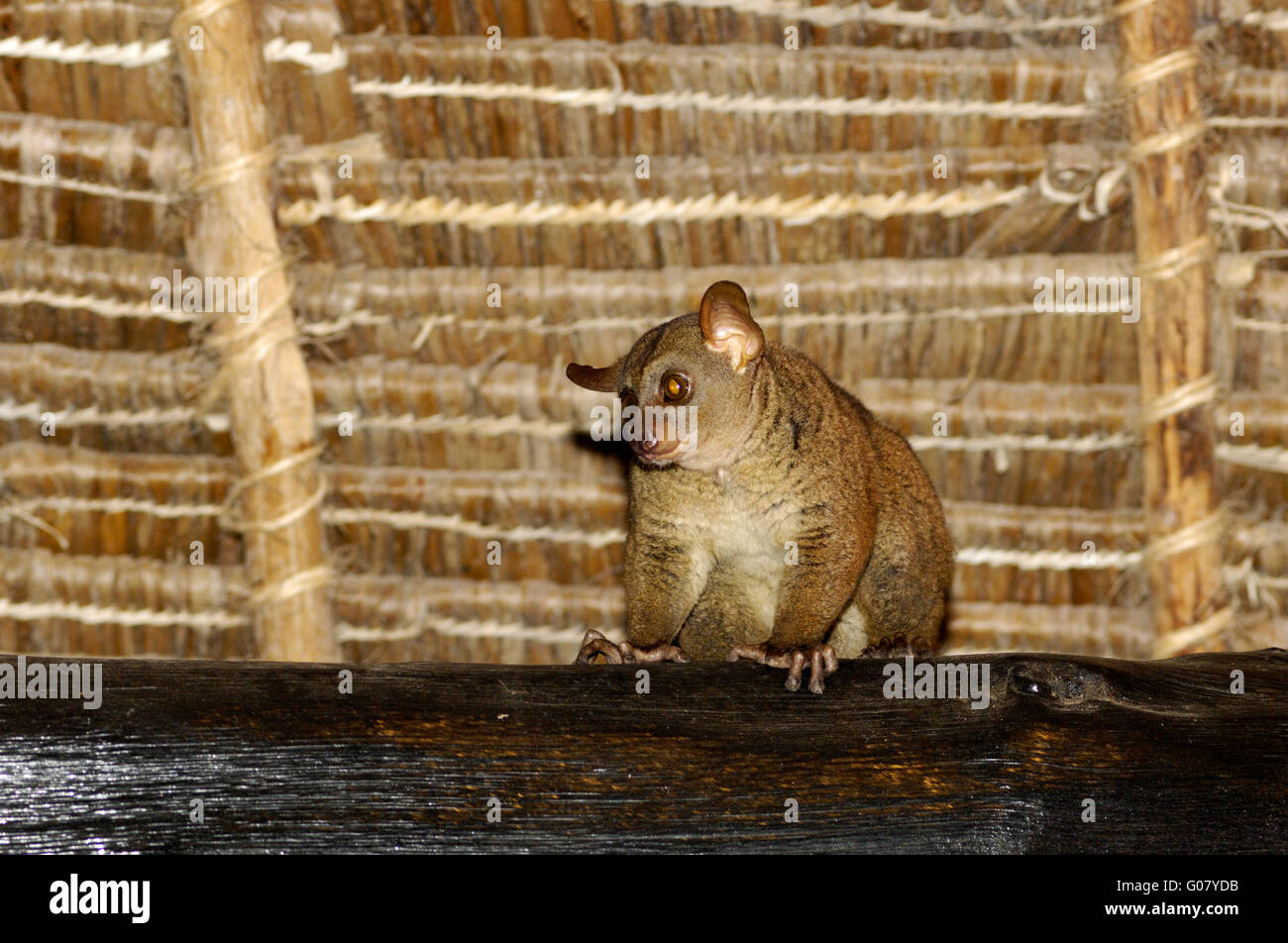 Bushbaby High Resolution Stock Photography and Images - Alamy