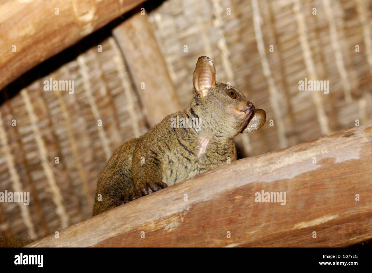 Bushbaby Night Stock Photos & Bushbaby Night Stock Images - Alamy