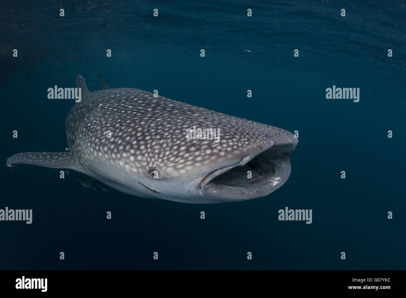 whale shark in the wild Stock Photo - Alamy