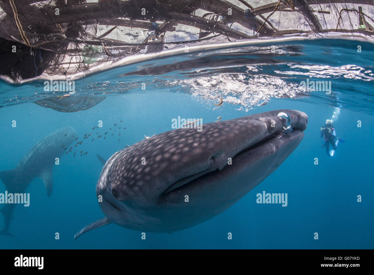 Shark Under The Boat Stock Photos & Shark Under The Boat Stock Images ...