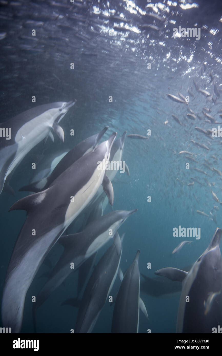 Dolphins hunting fish hi-res stock photography and images - Alamy