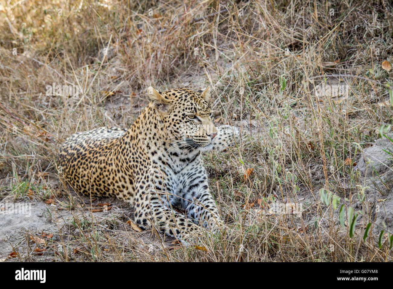 Leopard laying the grass in the Sabi Sands, South Africa Stock Photo ...