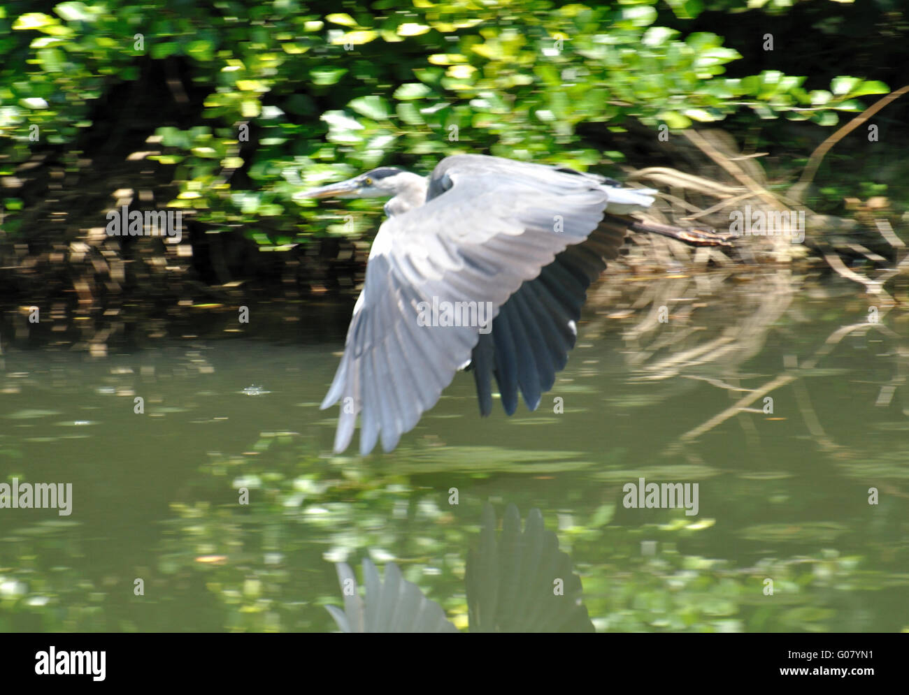 Water wing hi-res stock photography and images - Alamy