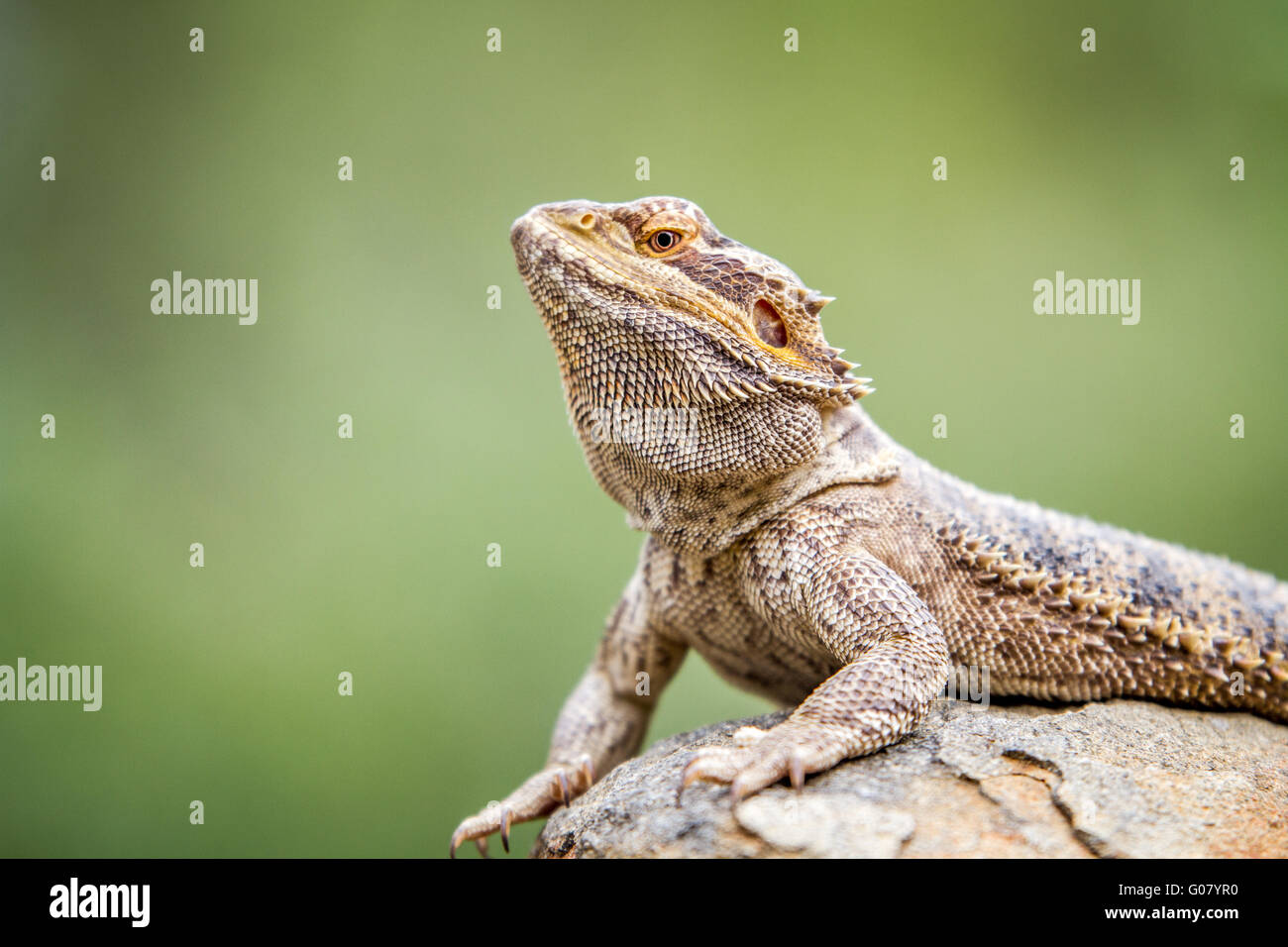 Bearded dragon on a rock, South Africa Stock Photo - Alamy