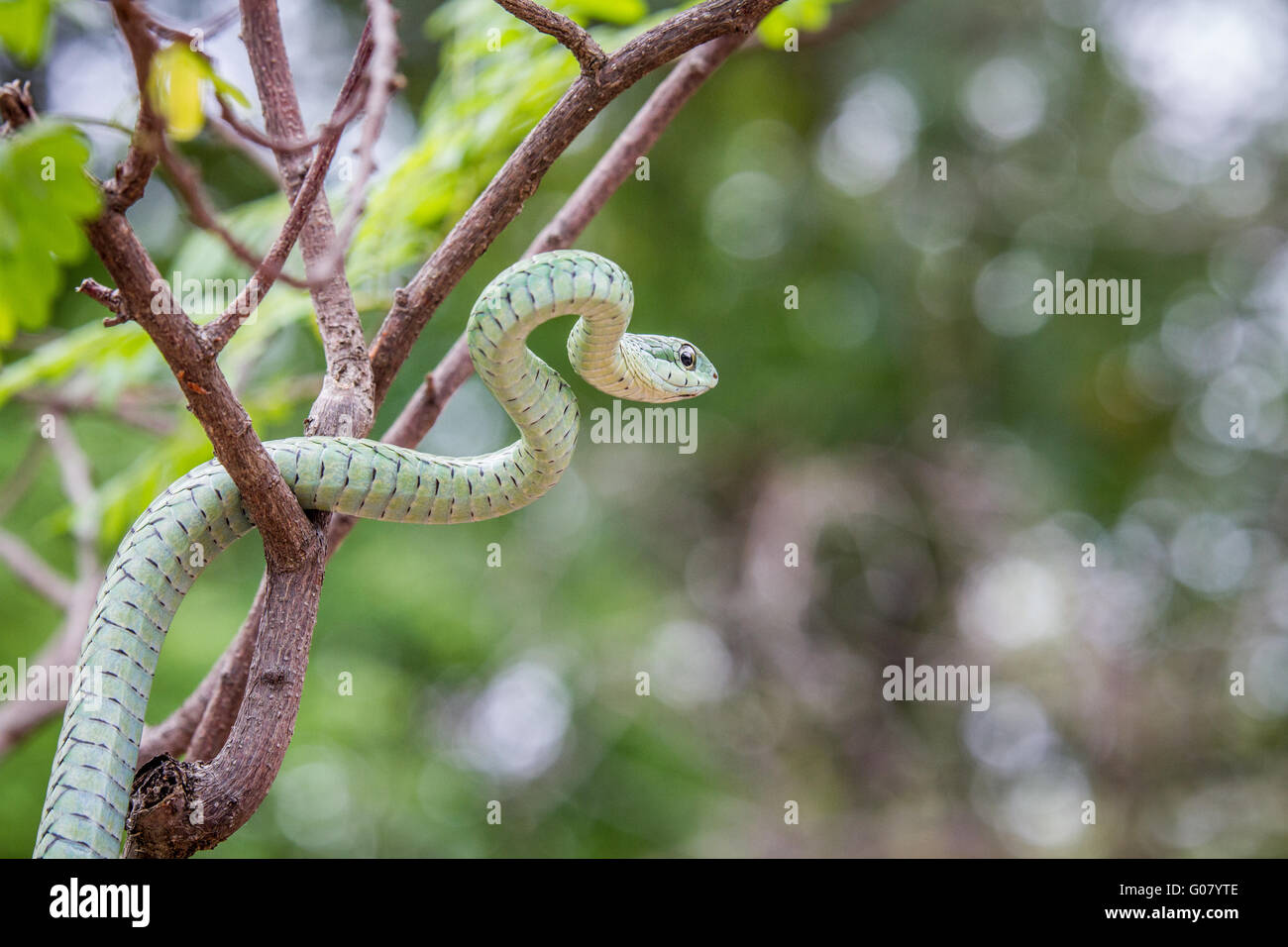 Green mamba in a tree, South Africa Stock Photo - Alamy