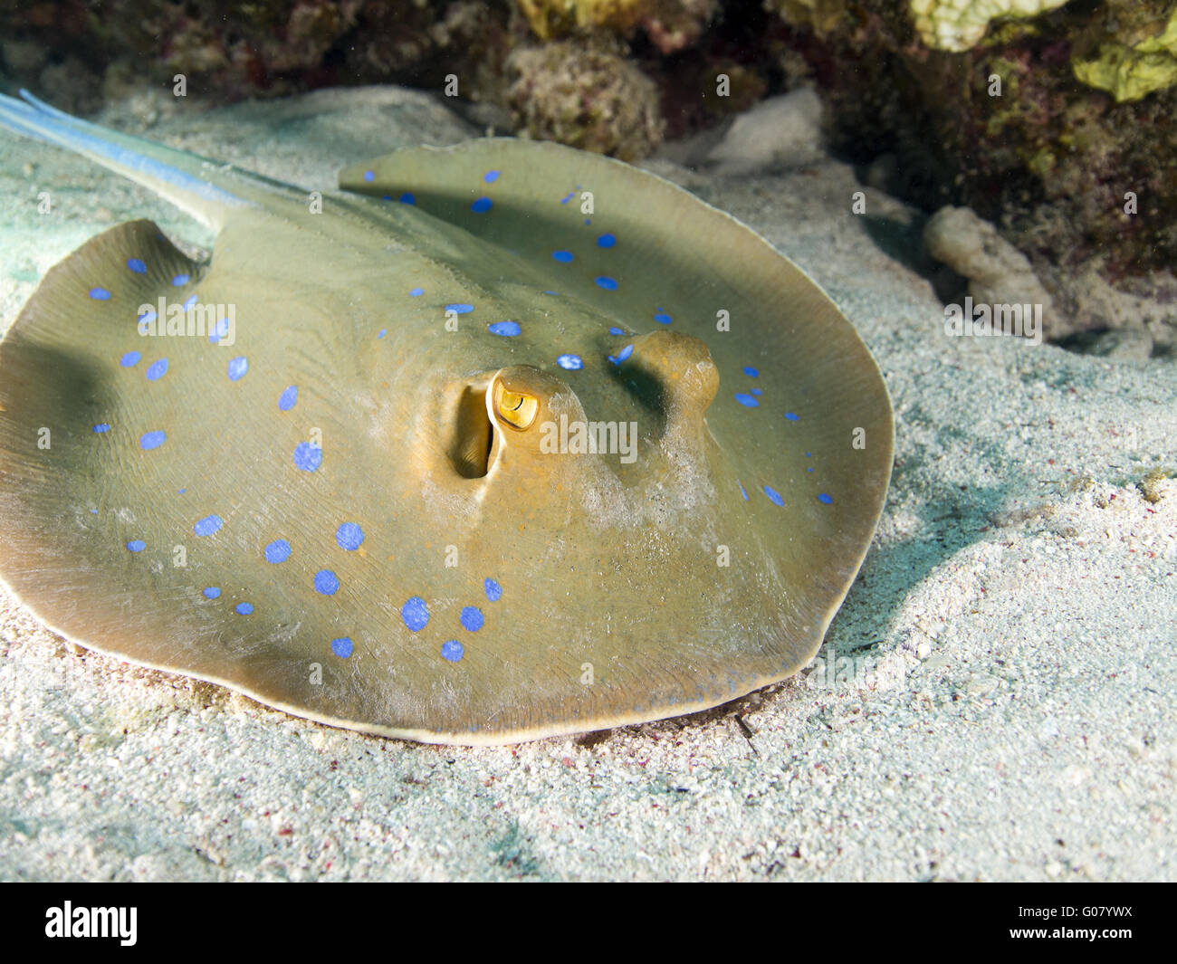 bluespotted ribbontail ray Stock Photo - Alamy