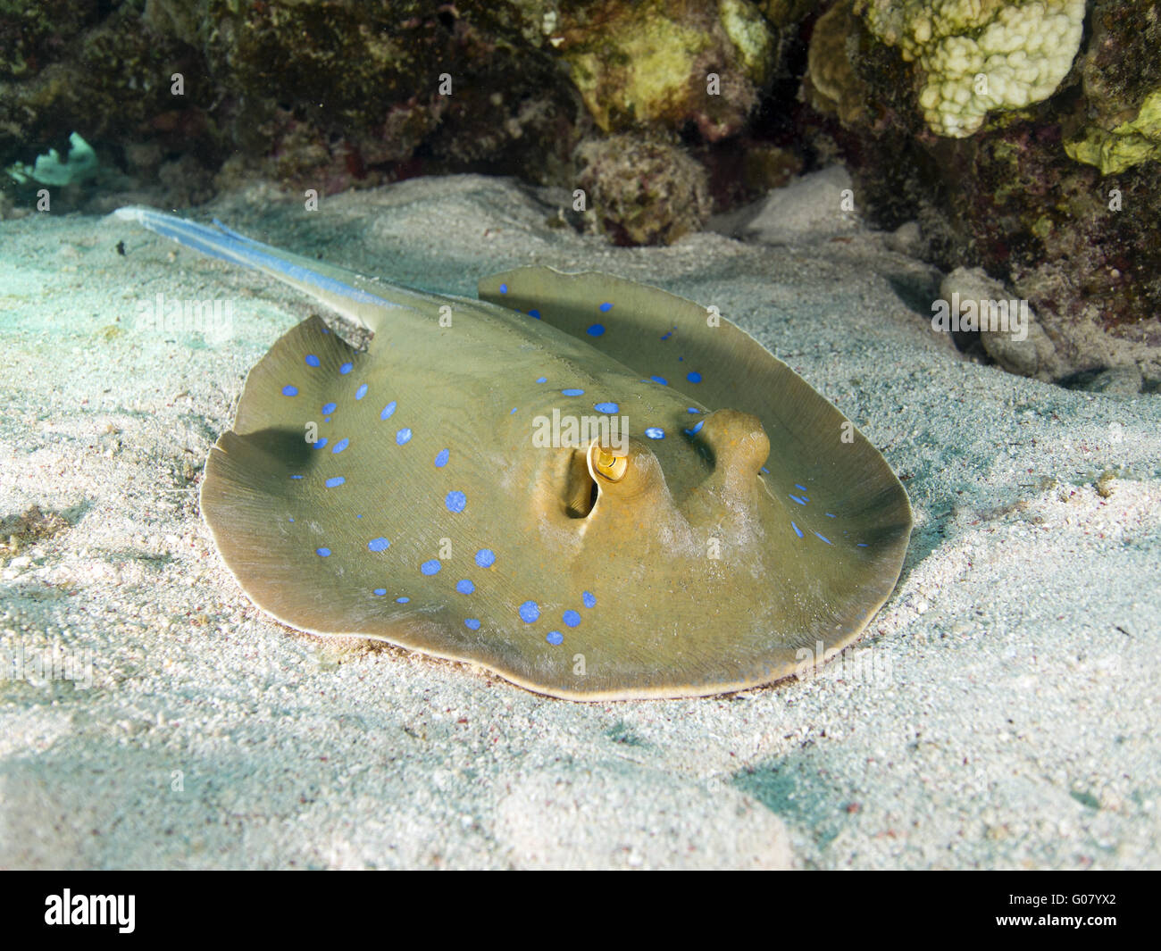 bluespotted ribbontail ray Stock Photo - Alamy