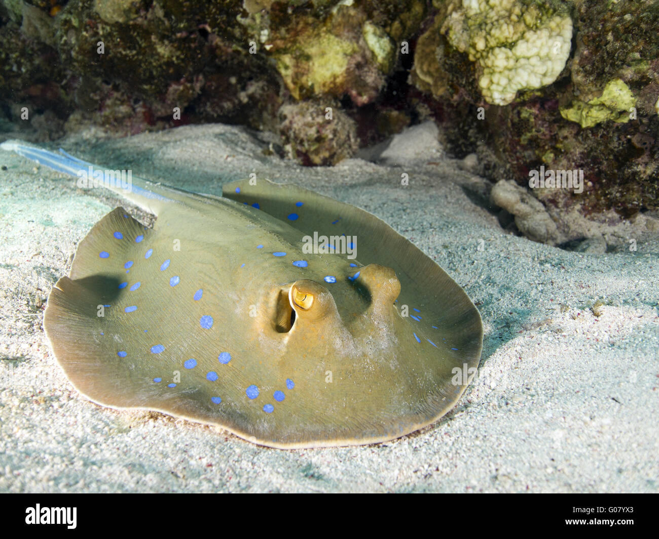 bluespotted ribbontail ray Stock Photo - Alamy