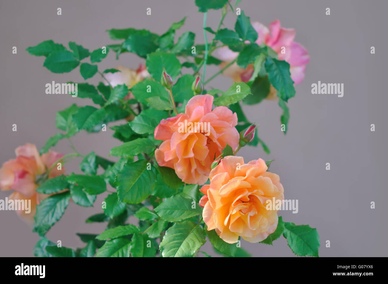 Stock roses bloom hi-res stock photography and images - Alamy