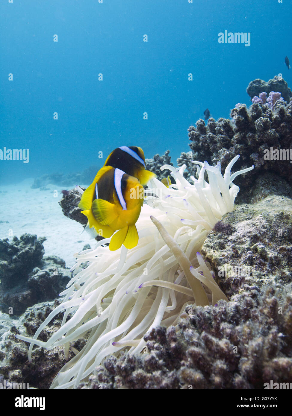 Meeresanemone hi-res stock photography and images - Alamy