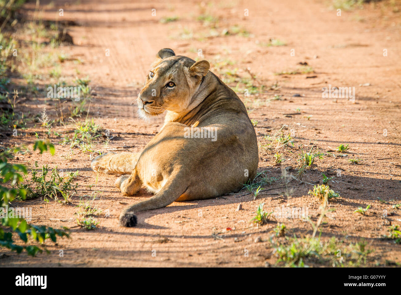 Lioness laying on the road in the Mkuze Game Reserve, South Africa ...