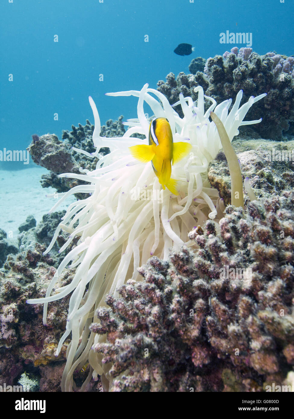Red sea clownfishes hi-res stock photography and images - Alamy