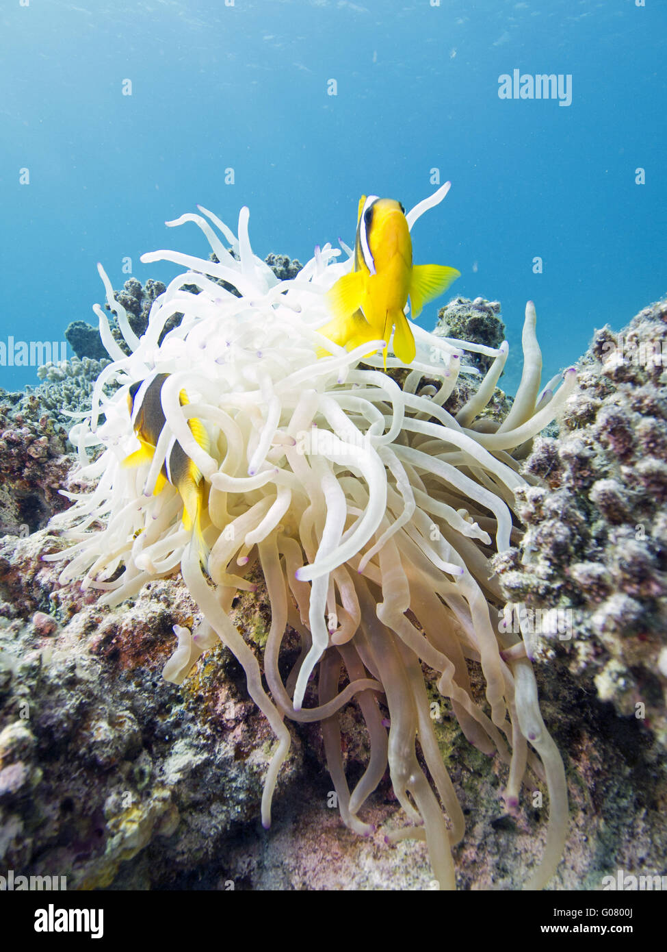 Colorful coral fishes hi-res stock photography and images - Alamy