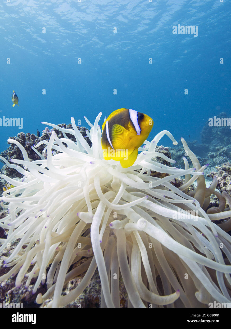 Clownfi hi-res stock photography and images - Alamy