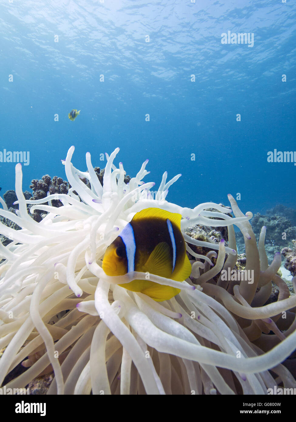 Meeresanemone hi-res stock photography and images - Alamy