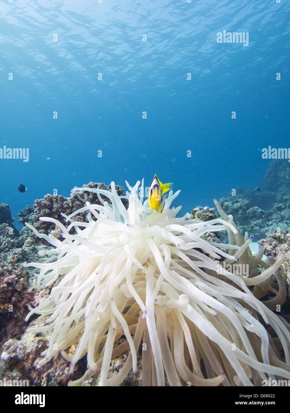 Meeresanemone hi-res stock photography and images - Alamy