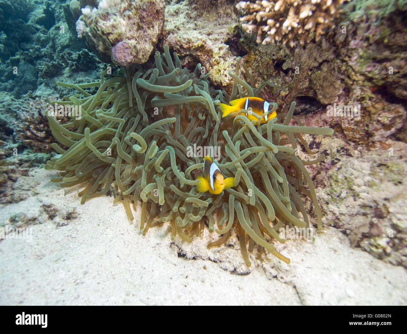 Nemo fische hi-res stock photography and images - Alamy