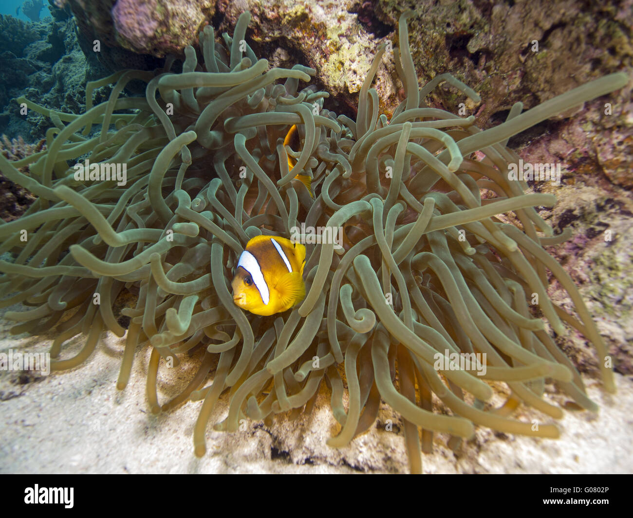 Korallenriff symbiose hi-res stock photography and images - Alamy