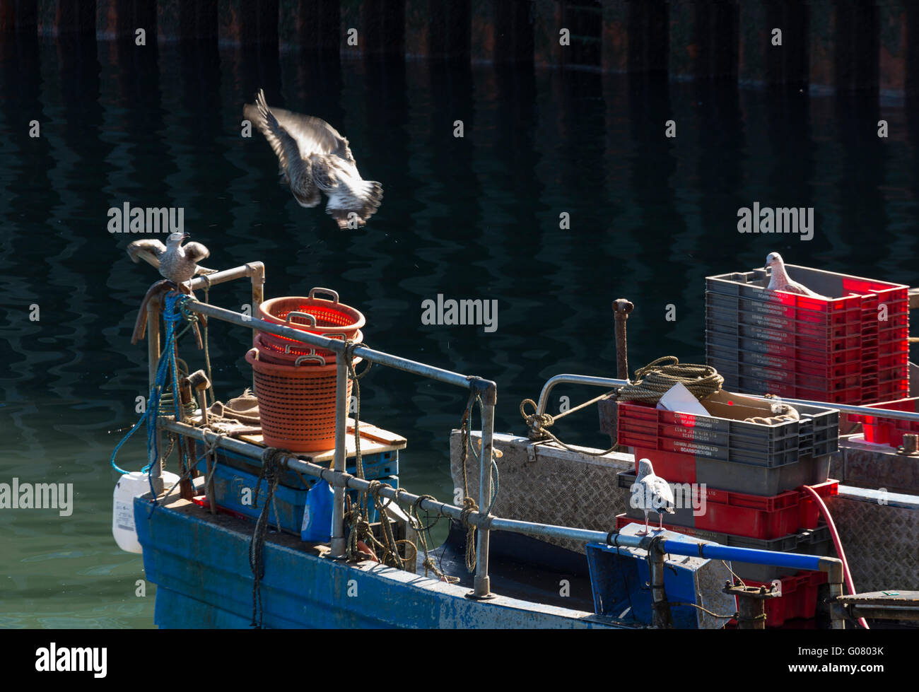 Seagulls on a fishing boat Stock Photo - Alamy