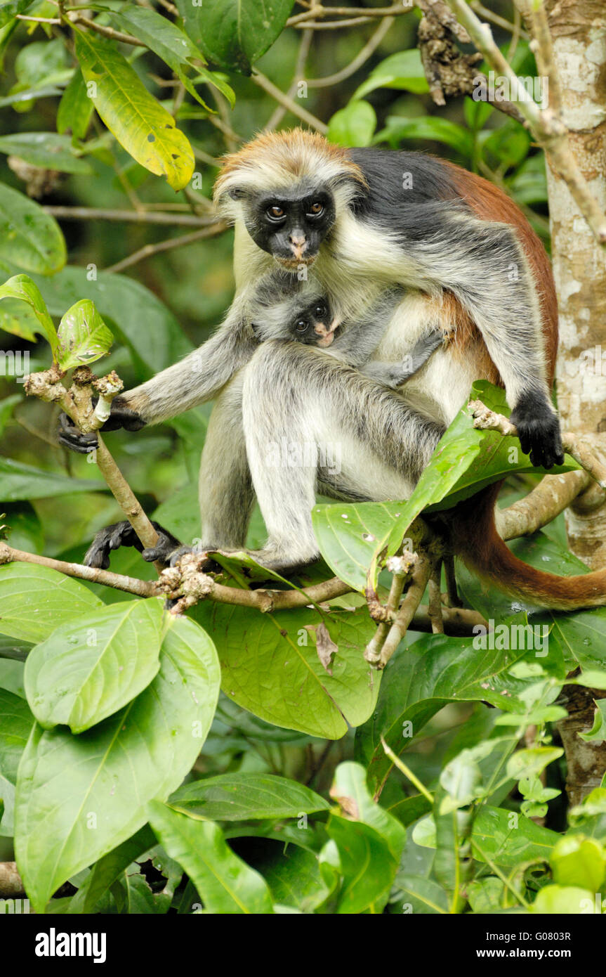 Zanzibar red colobus monkey, Jozani Forest Stock Photo - Alamy Zanzibar red colobus monkey, Jozani Forest Stock Photo - Alamy