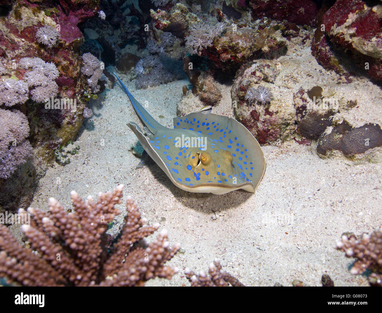 bluespotted ribbontail ray Stock Photo - Alamy