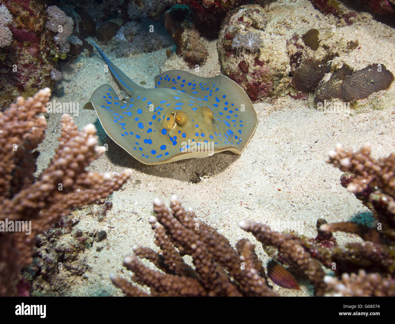 bluespotted ribbontail ray Stock Photo - Alamy