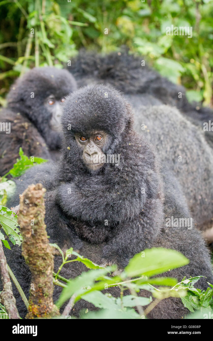 Baby Mountain gorilla in the Virunga National Park, Democratic Republic ...