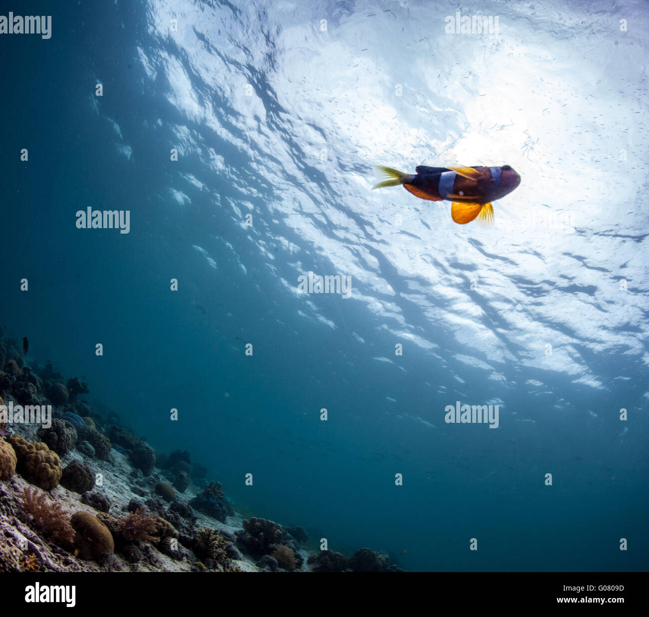clown fish in the blue Stock Photo - Alamy