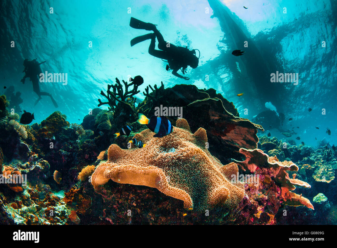 Busy reef hi-res stock photography and images - Alamy