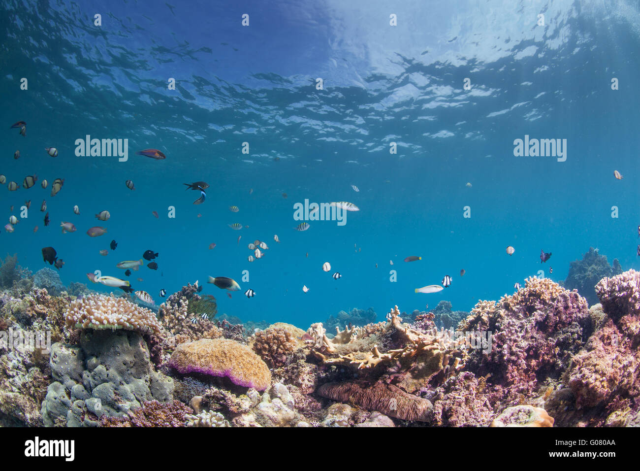 underwater reef scape Stock Photo - Alamy