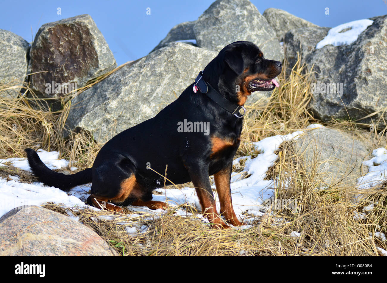 Profile portrait of a sitting Rottweiler Stock Photo - Alamy