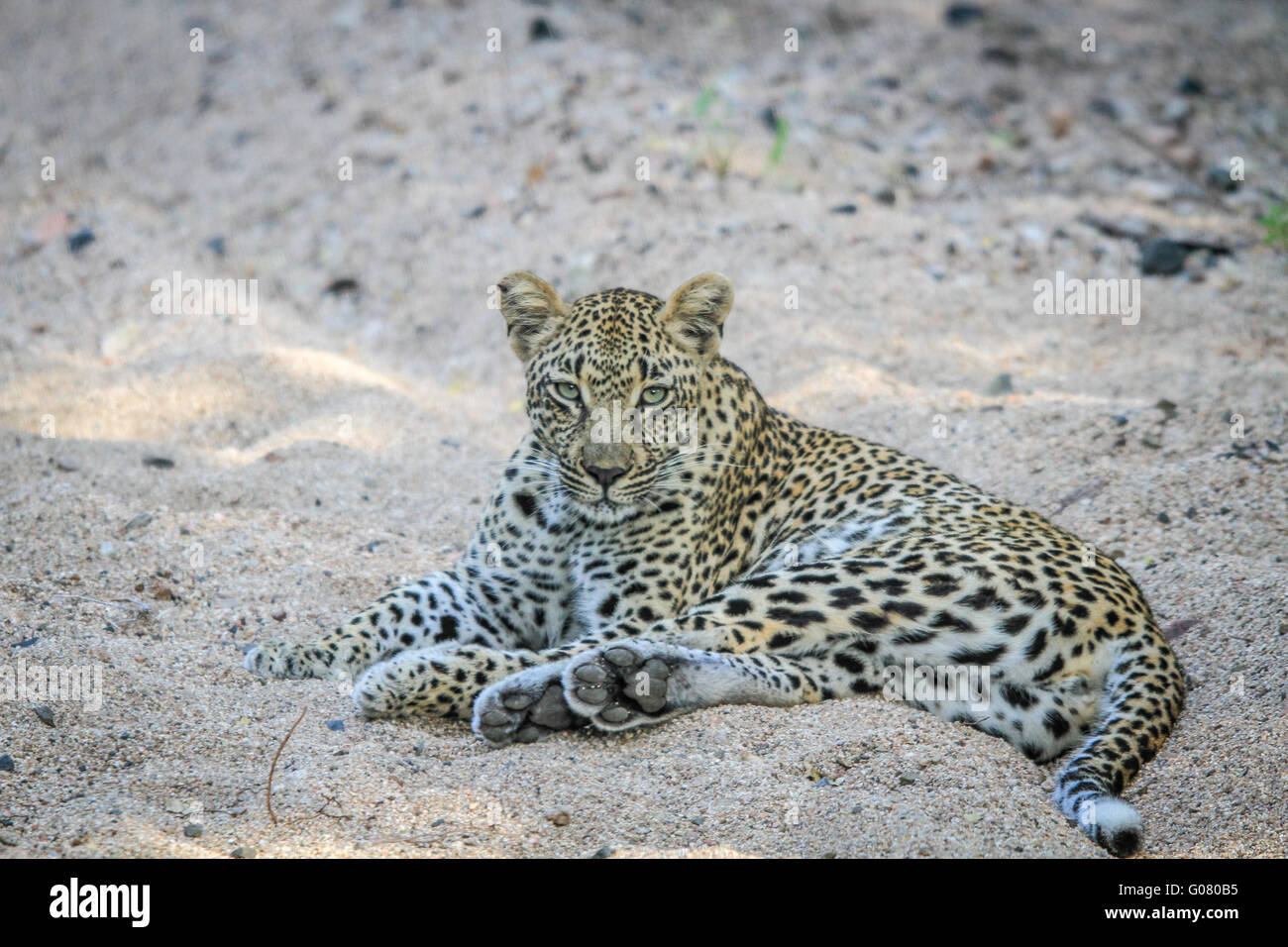 Leopard laying in the sand in the Sabi Sands, South Africa Stock Photo ...