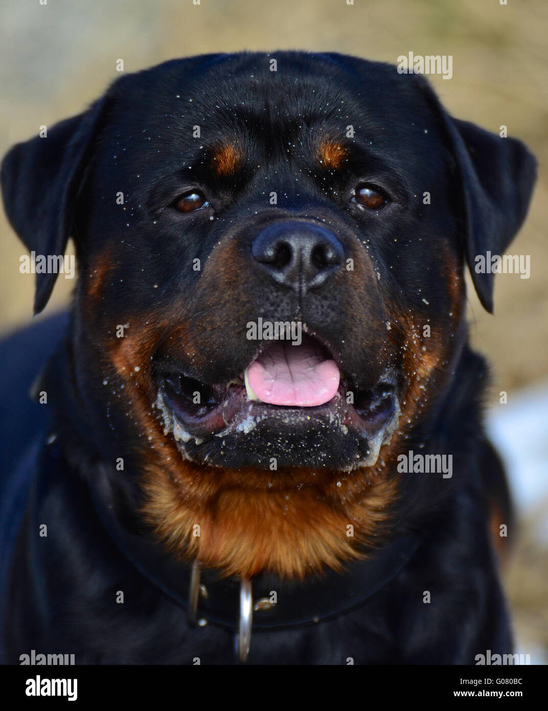 Beautiful rottweiler hi-res stock photography and images - Alamy