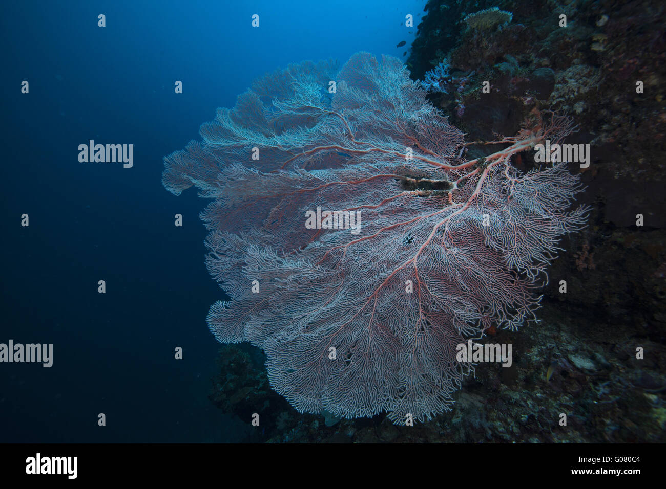 Giant gorgonian sea fan with diver hi-res stock photography and images ...
