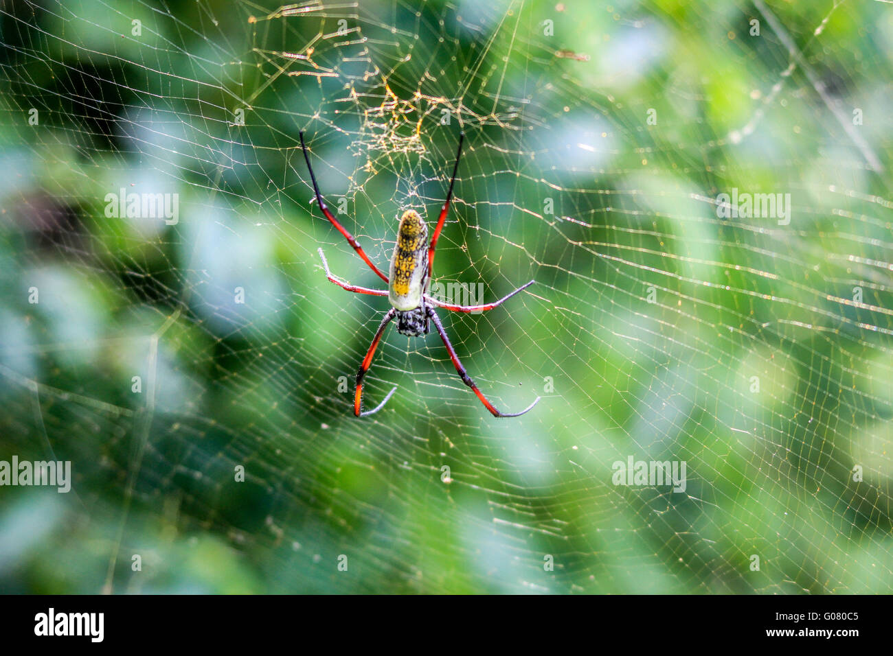 Female golden orb spider in a web in the Selati Game Reserve, South ...