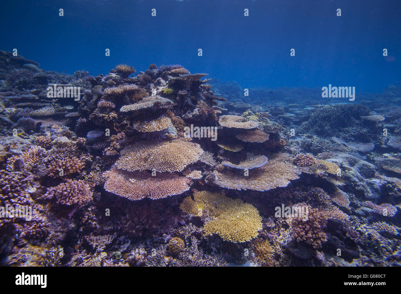 table coral on a healthy reef Stock Photo - Alamy