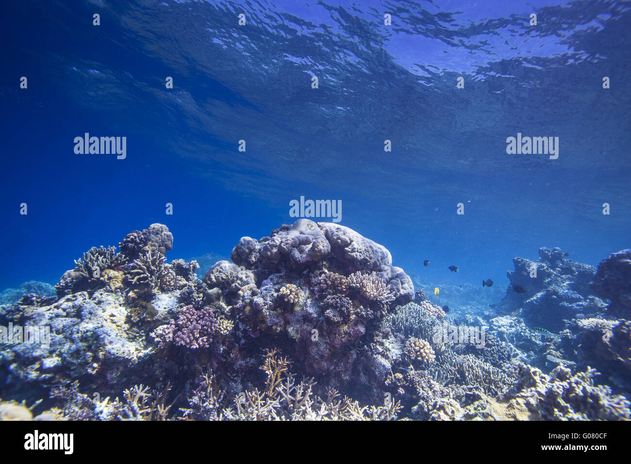 Reef scape hi-res stock photography and images - Alamy