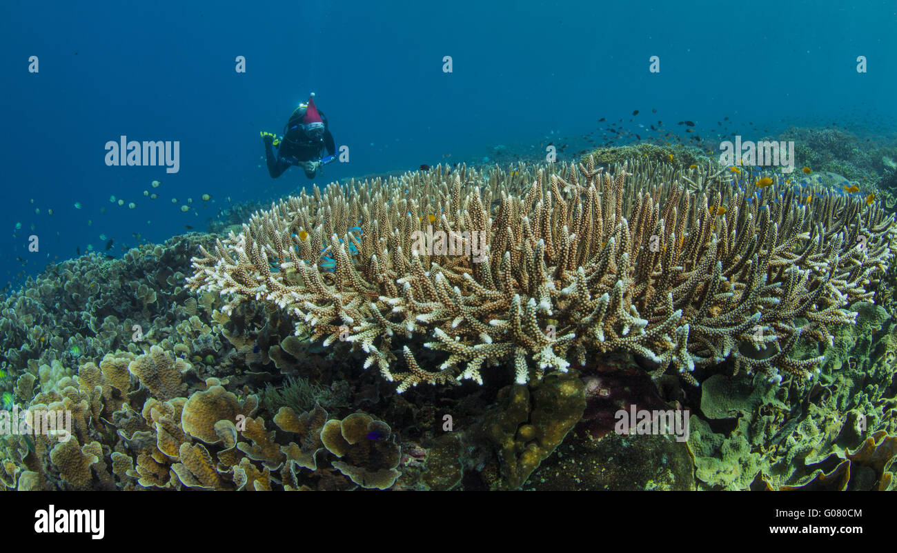 santa on a reef Stock Photo - Alamy