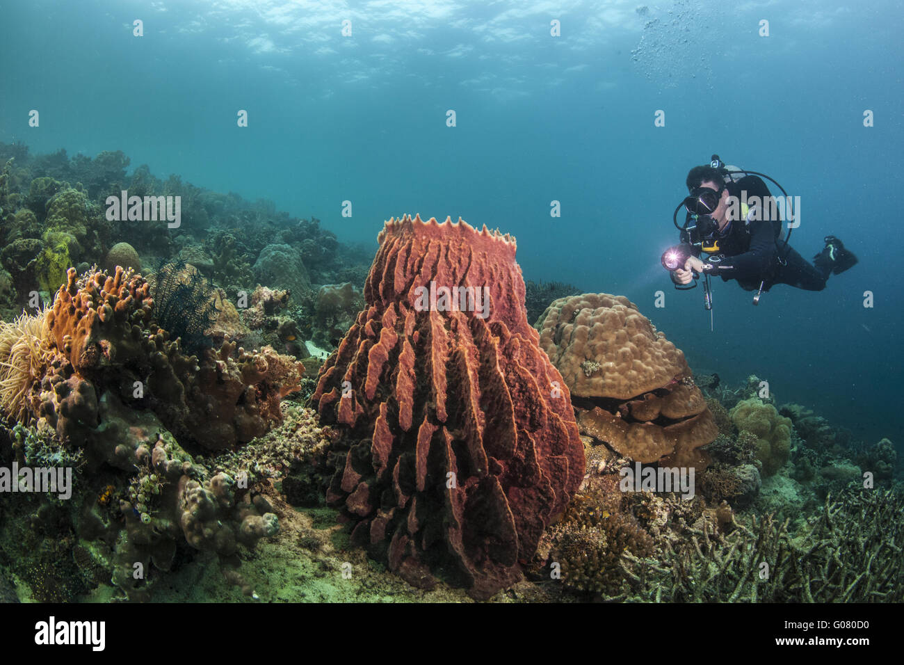 diver and a red barrel sponge Stock Photo - Alamy
