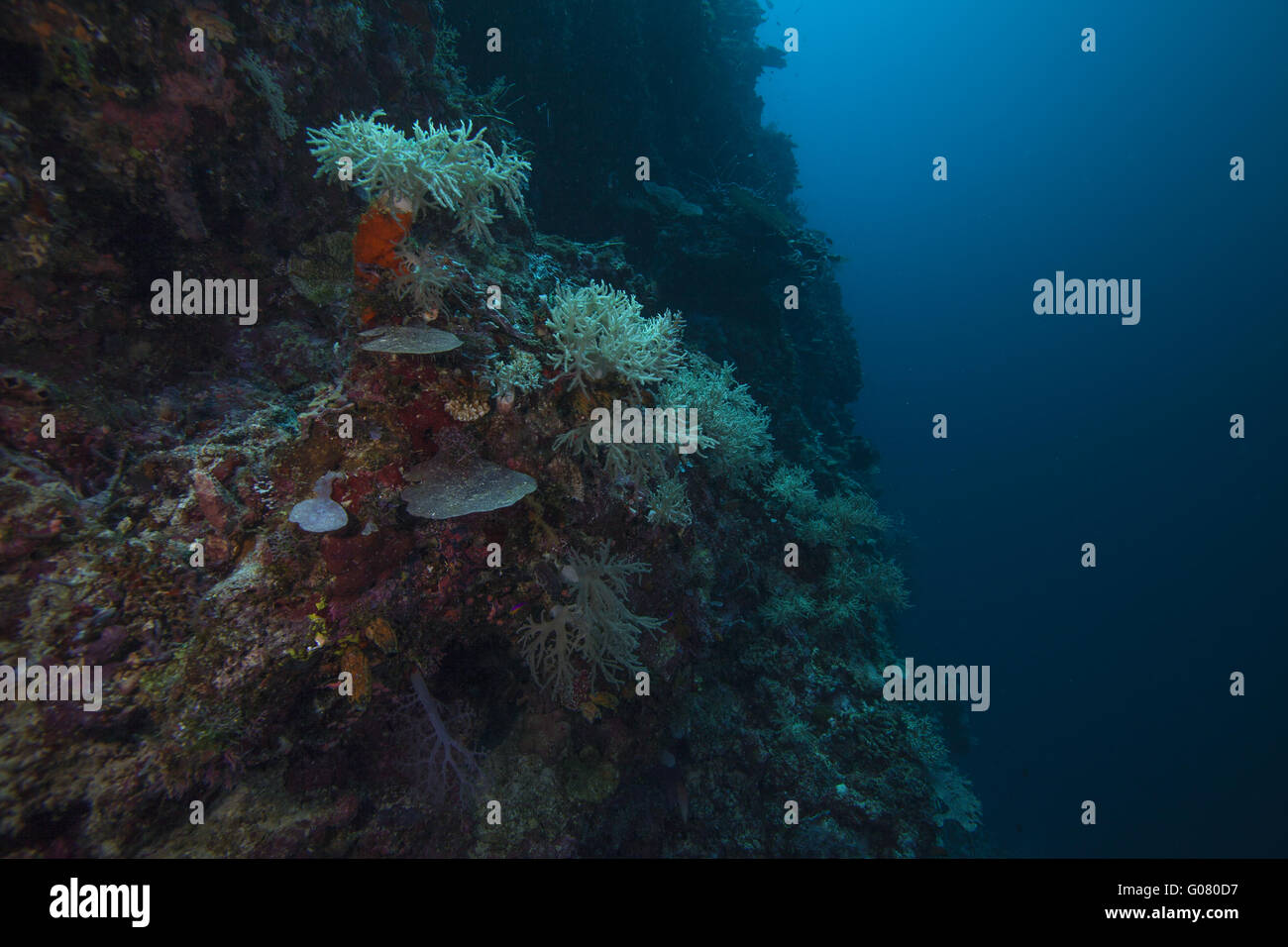 Reef scape hi-res stock photography and images - Alamy