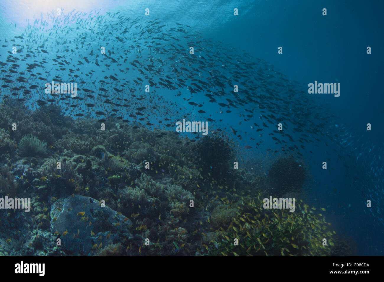 fish shoal on a reef Stock Photo - Alamy
