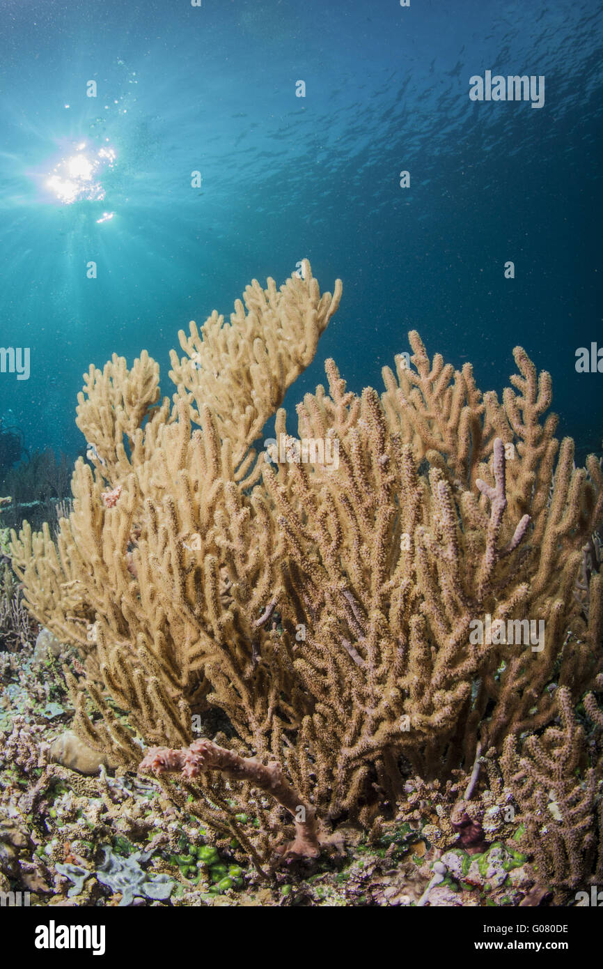 underwater sea scape Stock Photo - Alamy