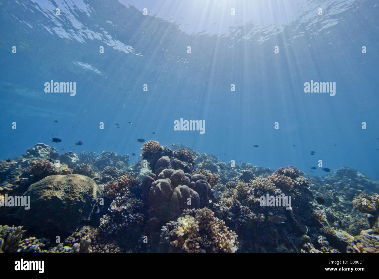 Underwater scape hi-res stock photography and images - Alamy